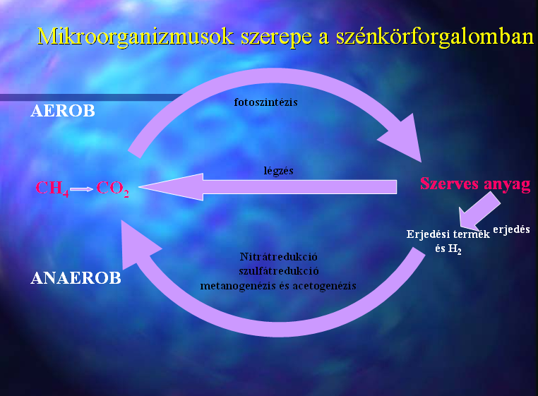 Mikroorganizmusok szerepe a szénkörforgalomban | KÖRnyezetvédelmi INFOrmáció